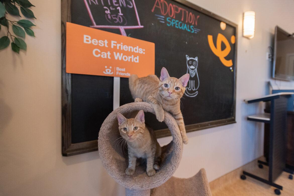 A Volunteer Vacation at Best Friends Animal Sanctuary - Wander